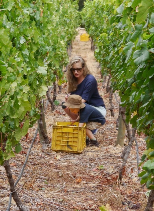 2019 Harvest Day celebrations at STIAS | STIAS: The Stellenbosch ...