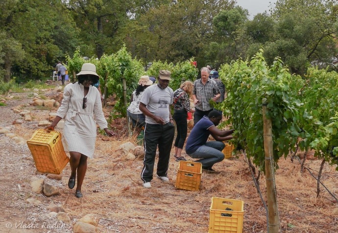 2019 Harvest Day celebrations at STIAS | STIAS: The Stellenbosch ...